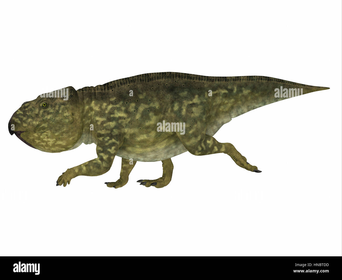 Udanoceratops was a Ceratopsian herbivorous dinosaur that lived in ...