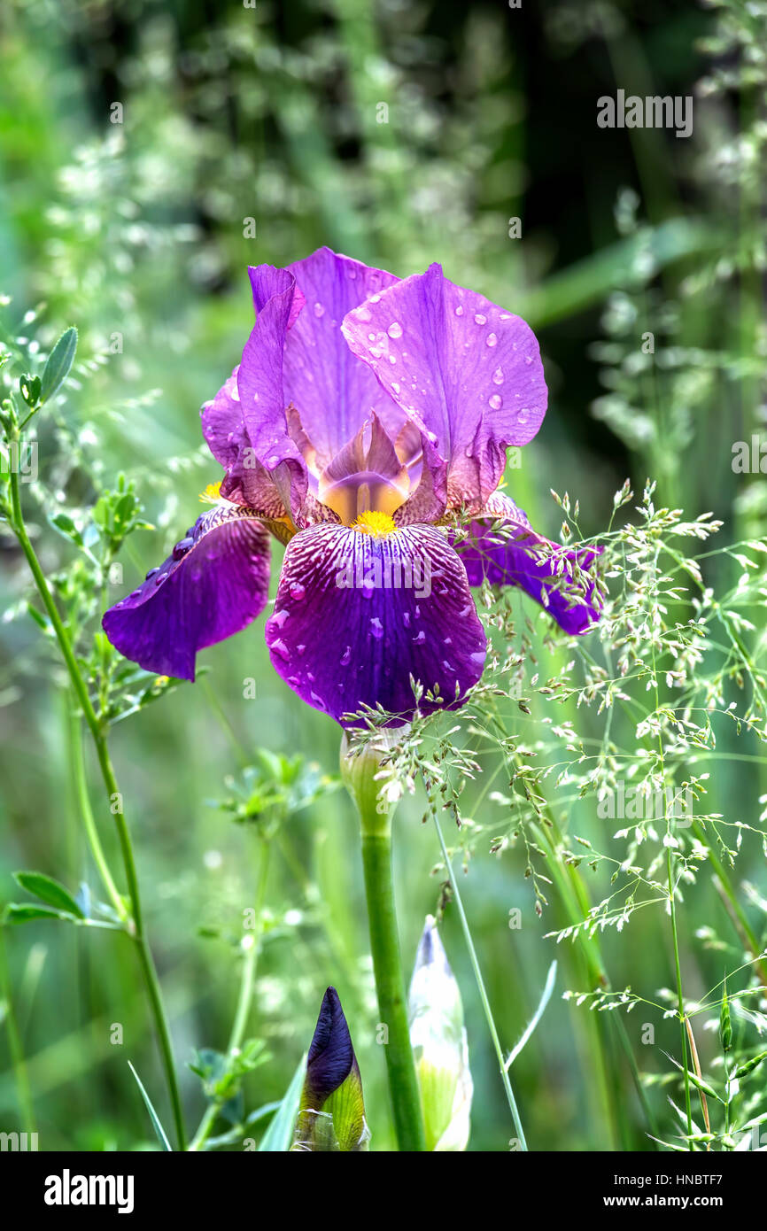 Two purple violet iris flower hi-res stock photography and images - Alamy