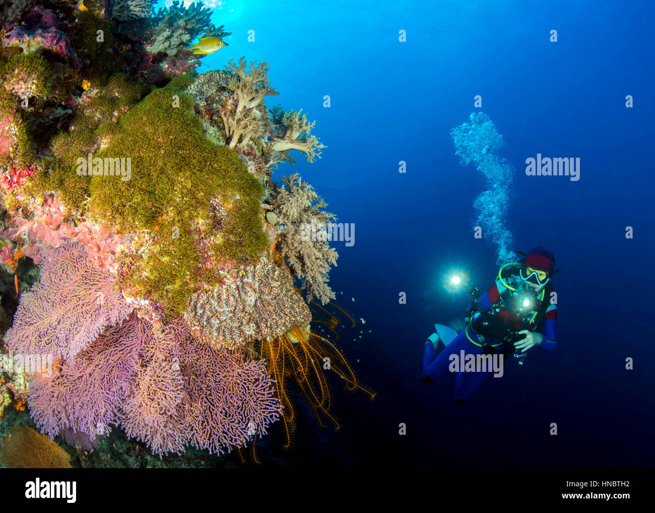 Tubbataha reef, philippines hi-res stock photography and images - Alamy