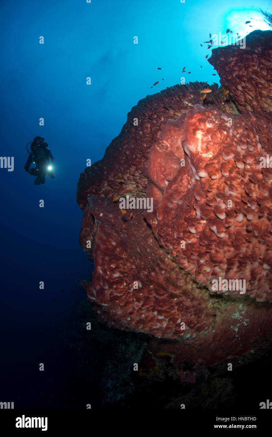 Tubbataha reef natural park hi-res stock photography and images - Alamy