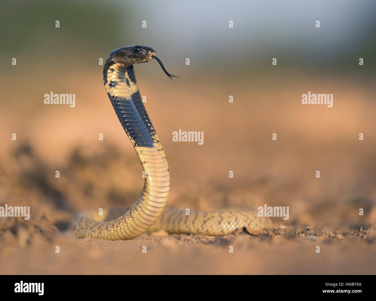 Juvenile Moroccan cobra (Naja haje), Sidi Ifni, Morocco Stock Photo - Alamy