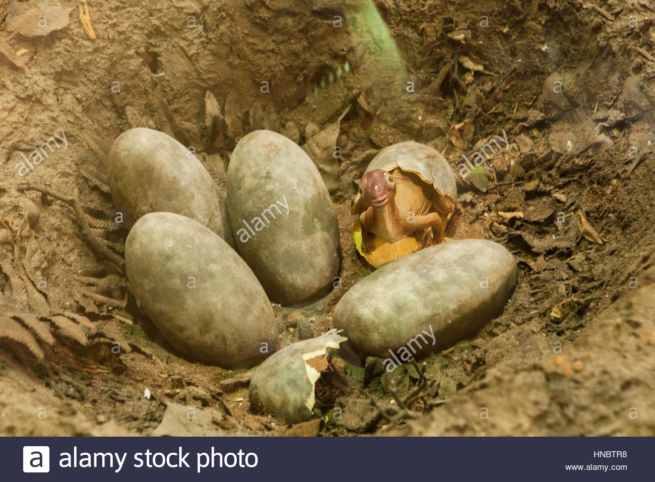 Dinosaur Nest Stock Photos & Dinosaur Nest Stock Images - Alamy
