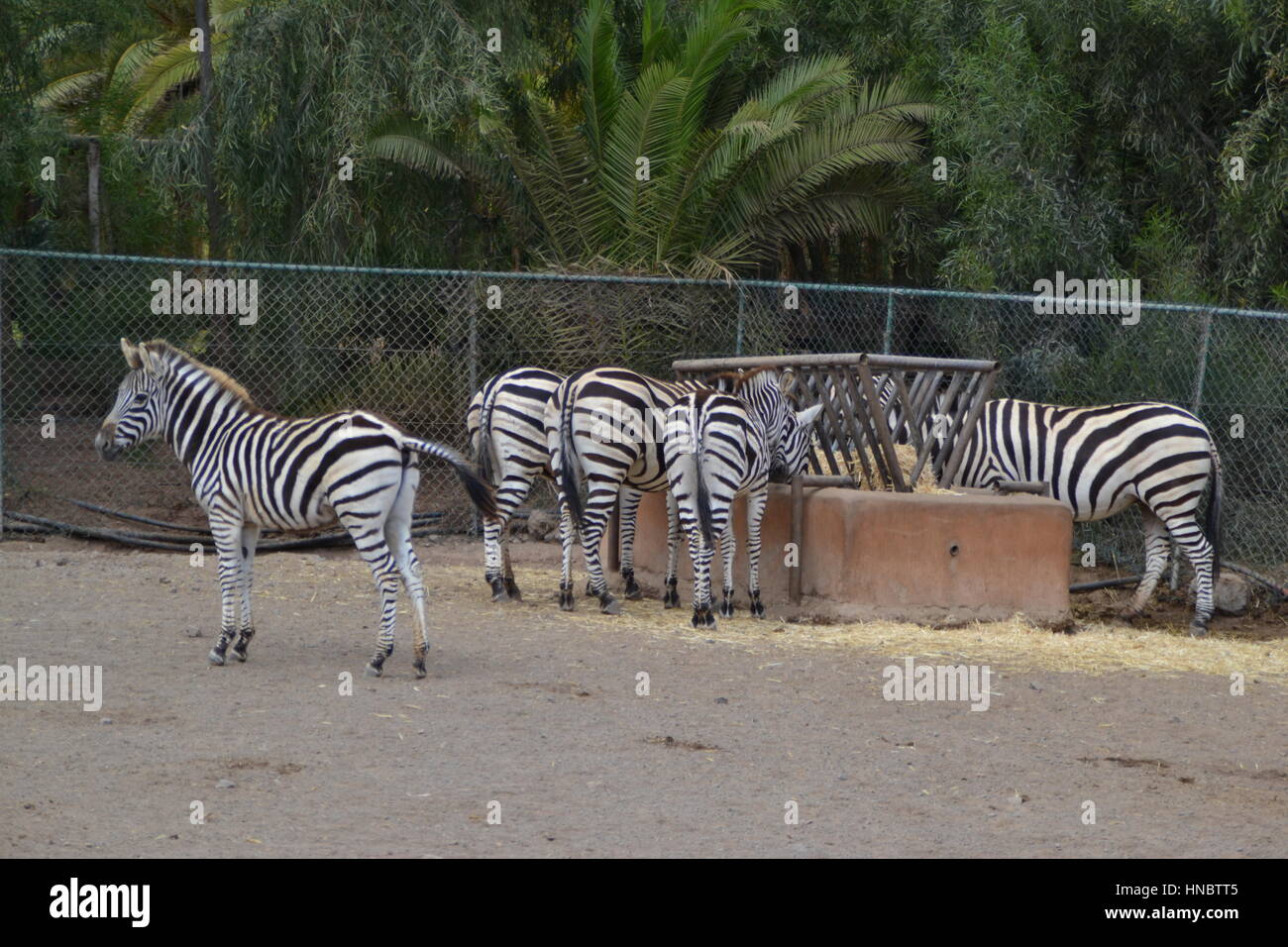 Zebras are several species of African equids (horse family) united by ...