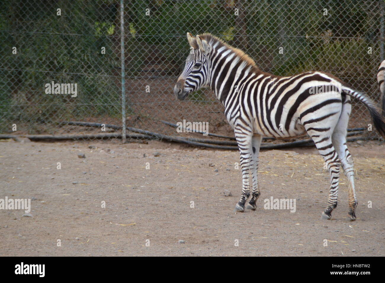Zebras are several species of African equids (horse family) united by ...