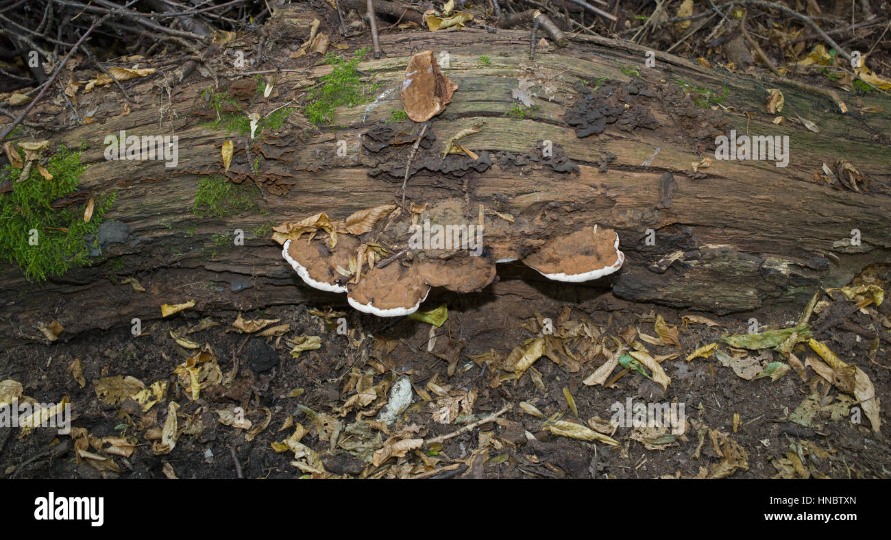 Fungus growing on logs on ground in woodland near Schwanheim, Frankfurt ...