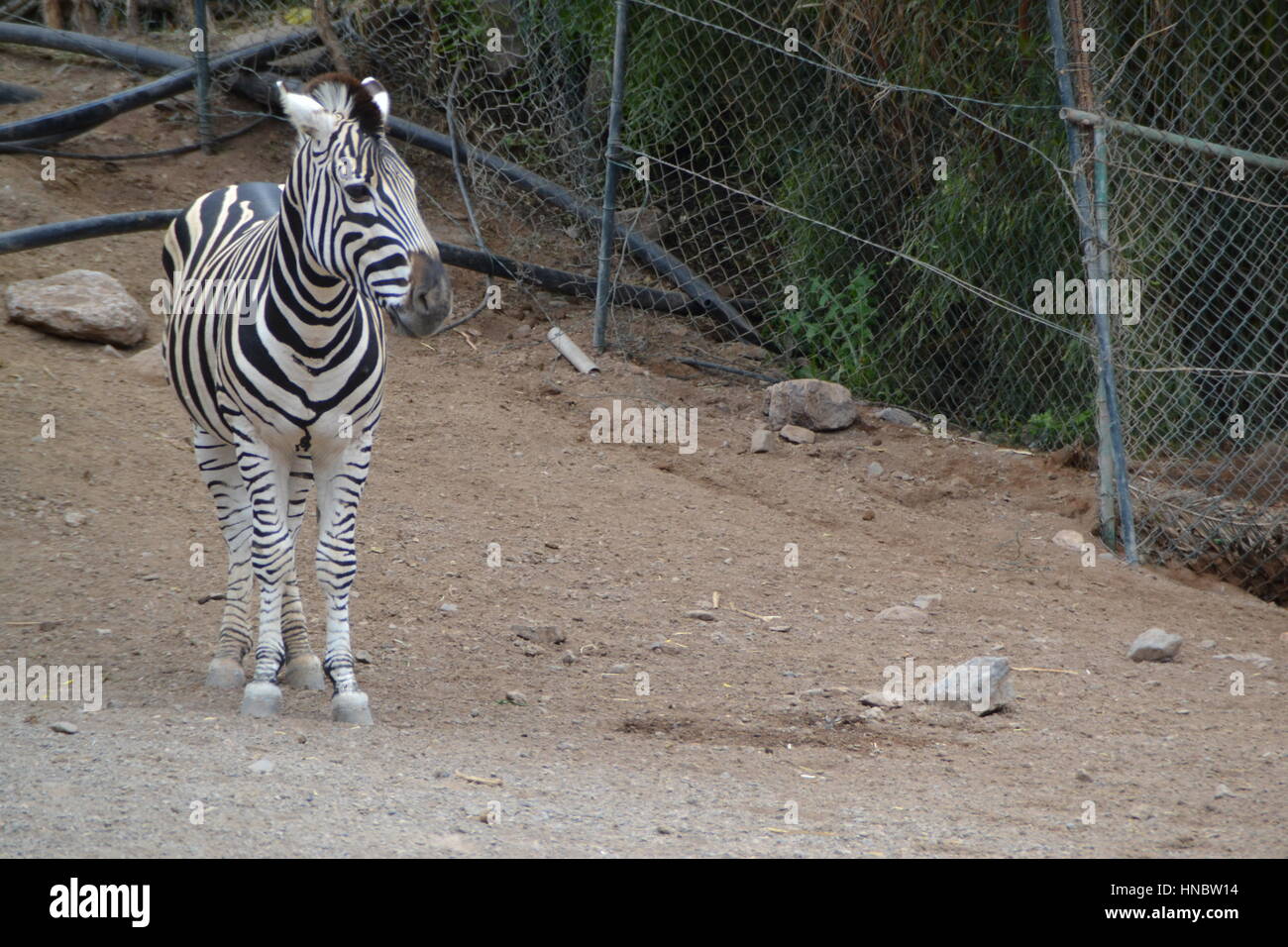 Zebras are several species of African equids (horse family) united by ...