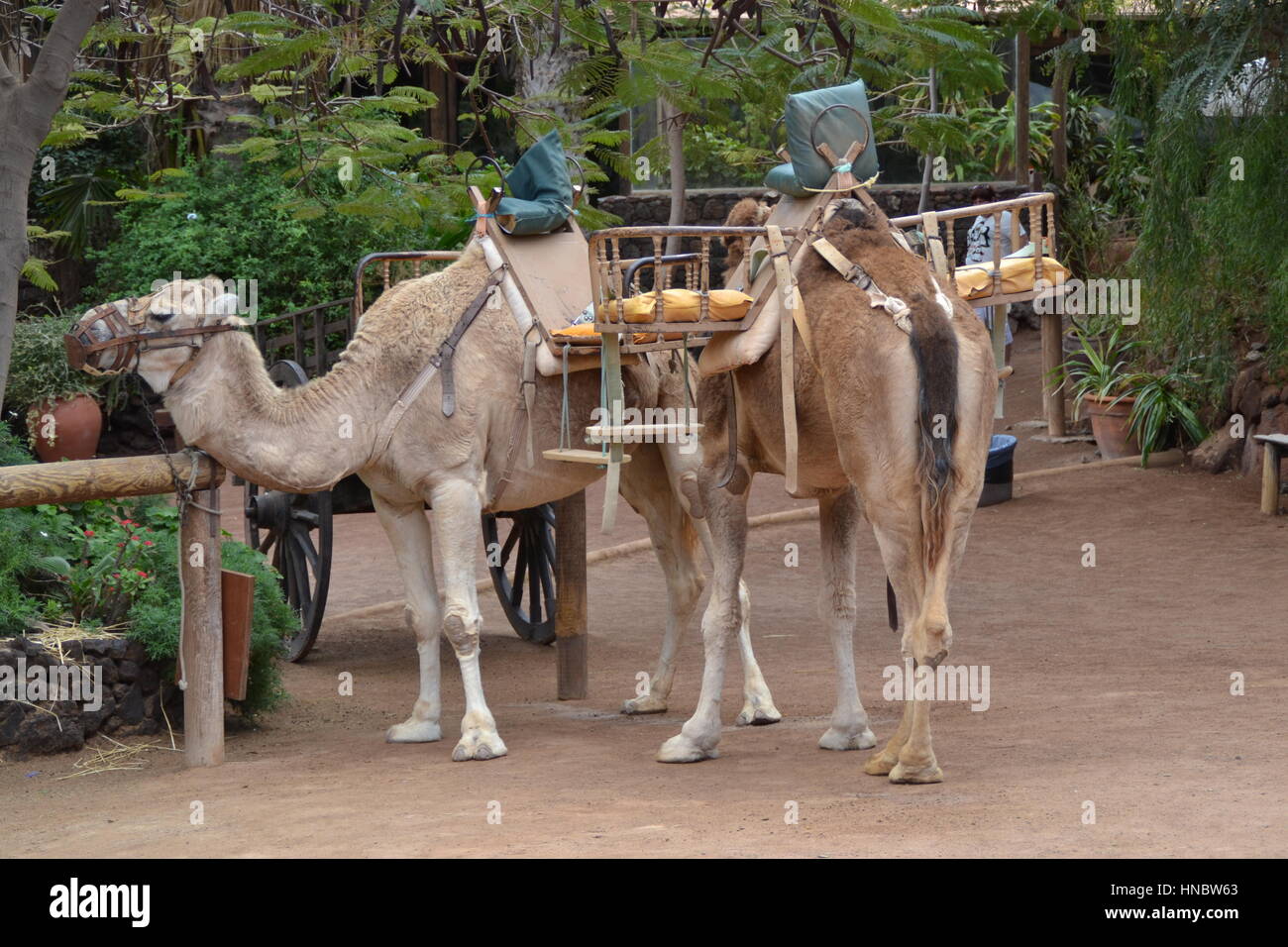 A camel is aeven-toed ungulate within genus Camelus, bearing ...