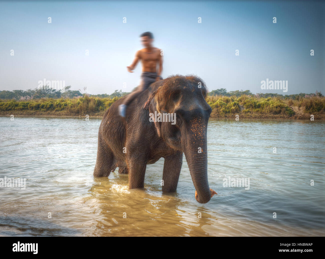 elephants in Chitwan. In the jungles of Nepal Stock Photo - Alamy