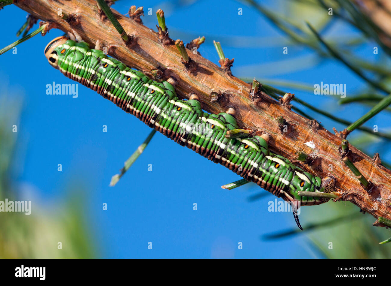 Pine Hawk moth larvae (Sphinx pinastri) on a pine tree branch Stock ...