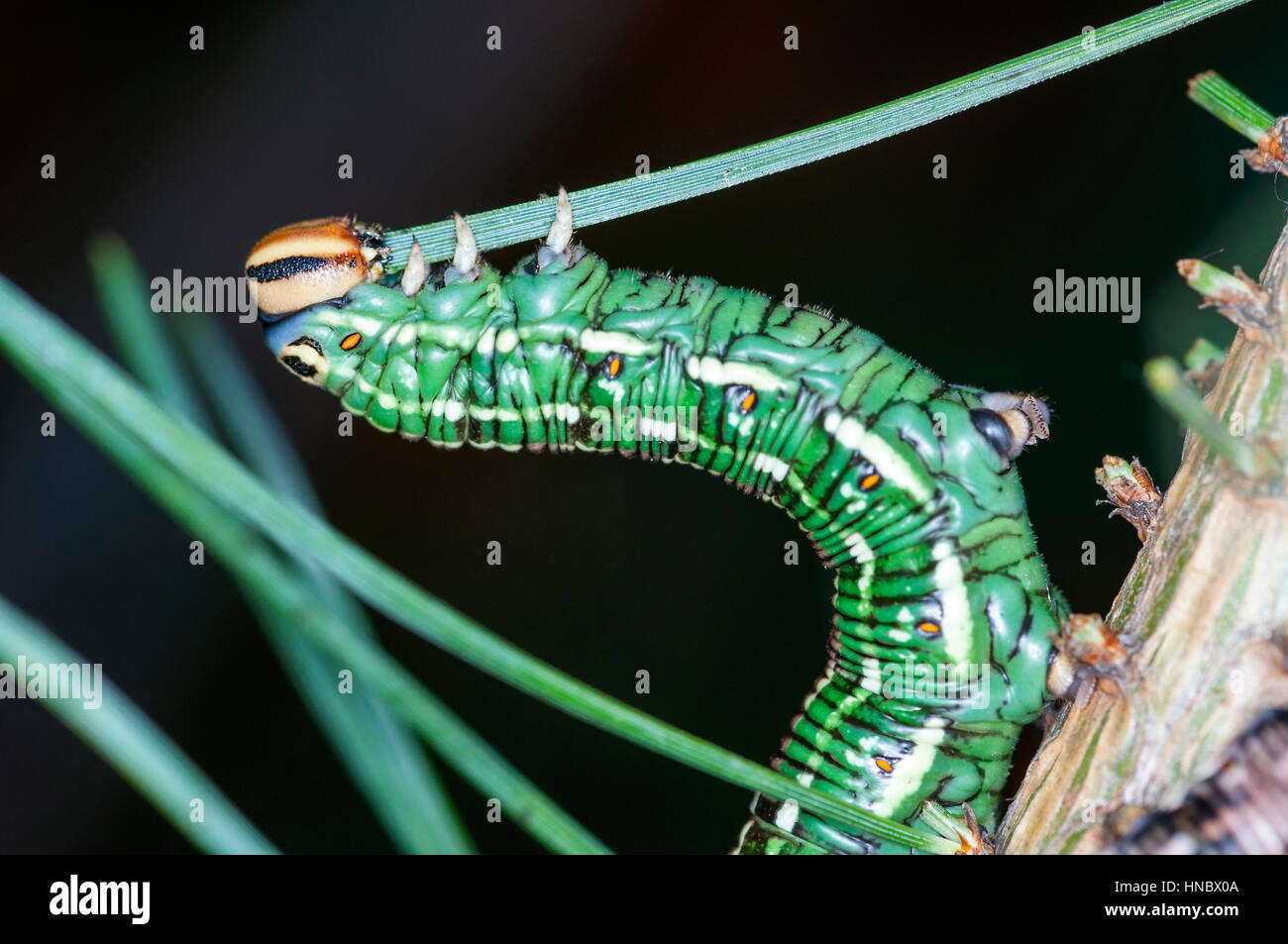 Pine Hawk moth larvae (Sphinx pinastri) eating a pin needle Stock Photo ...