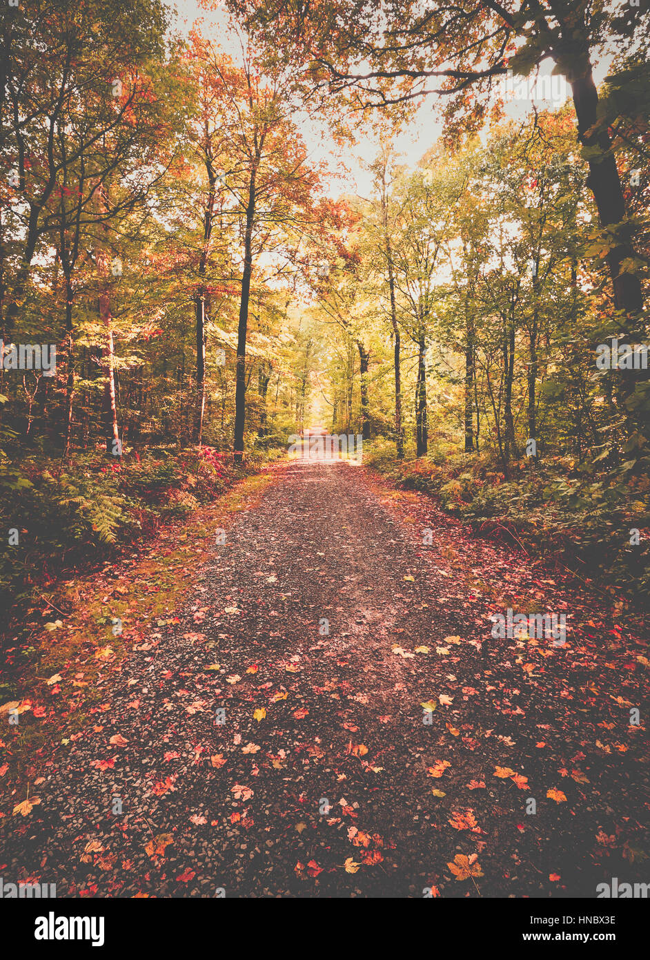 Pathway in the woods hi-res stock photography and images - Alamy