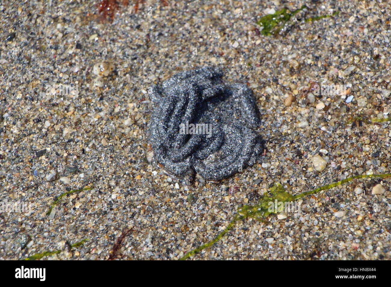 Lugworm hi-res stock photography and images - Alamy