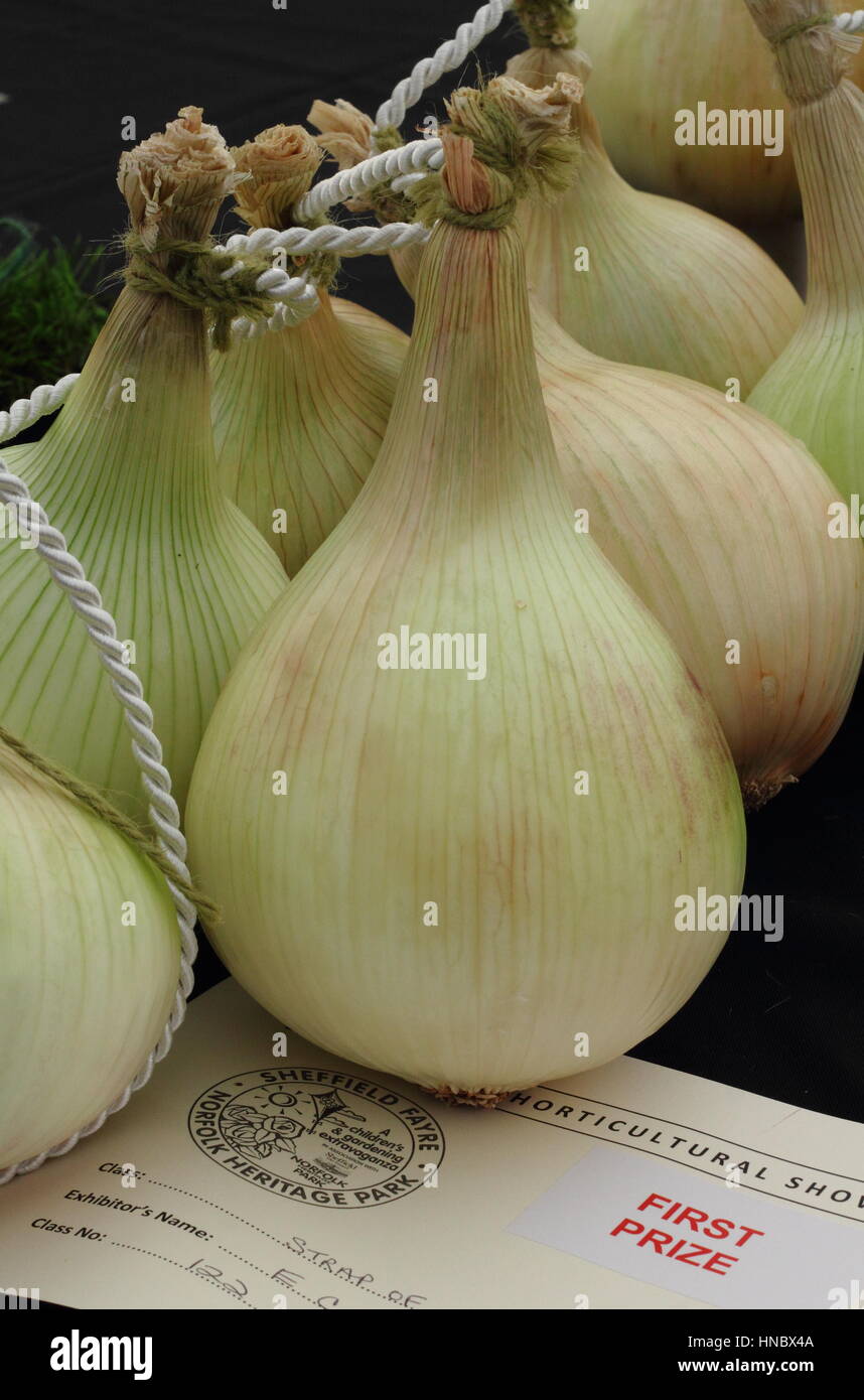 A strap of onions awarded first prize on display at an English ...