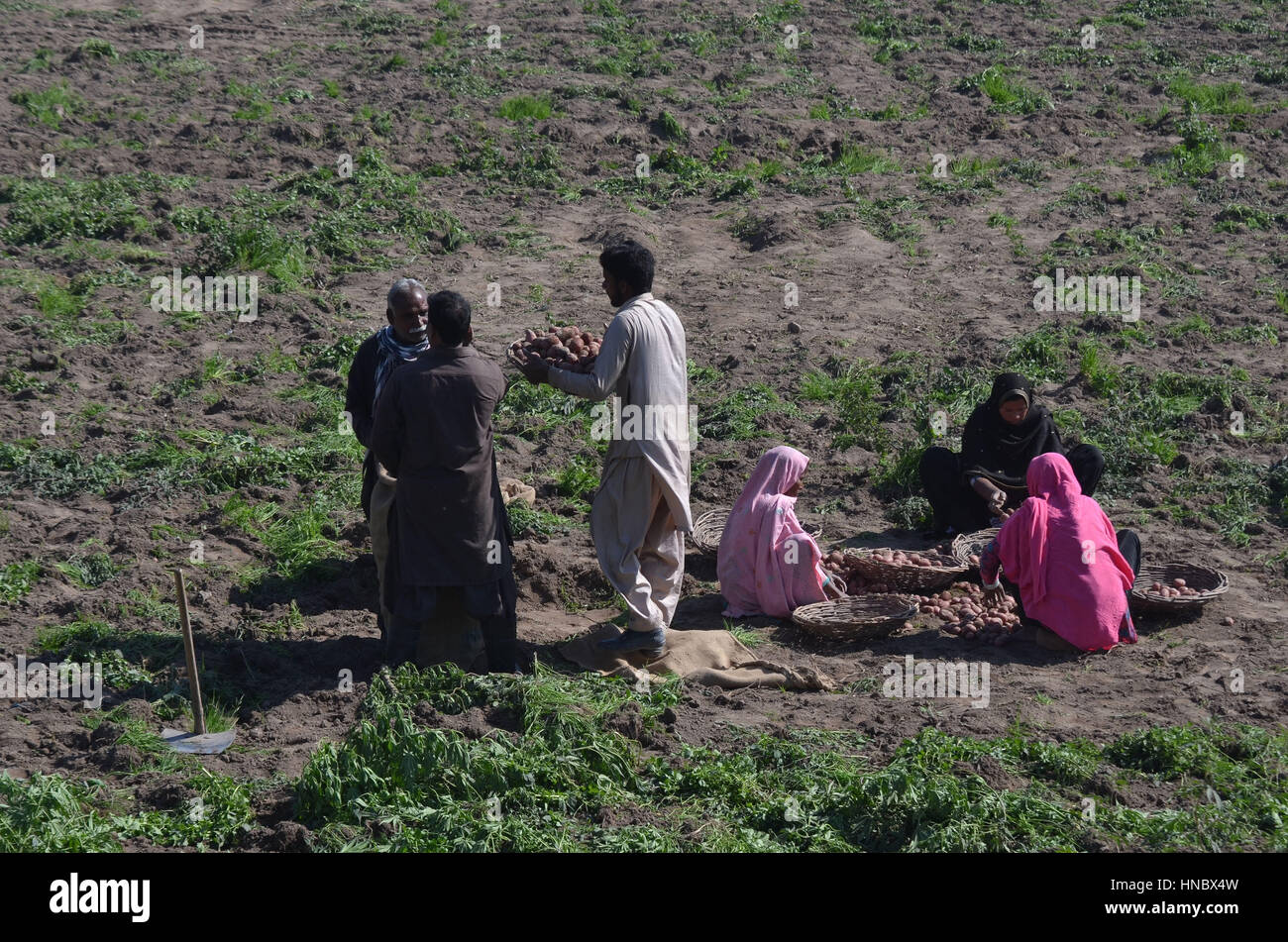 Lahore, Pakistan. 10th Feb, 2017. Pakistani labourer busy in potato ...