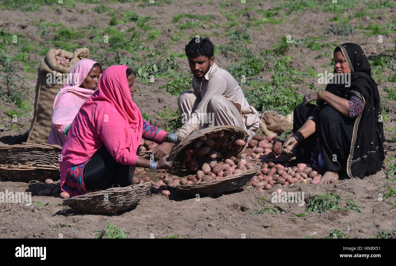 Lahore, Pakistan. 10th Feb, 2017. Pakistani labourer busy in potato ...