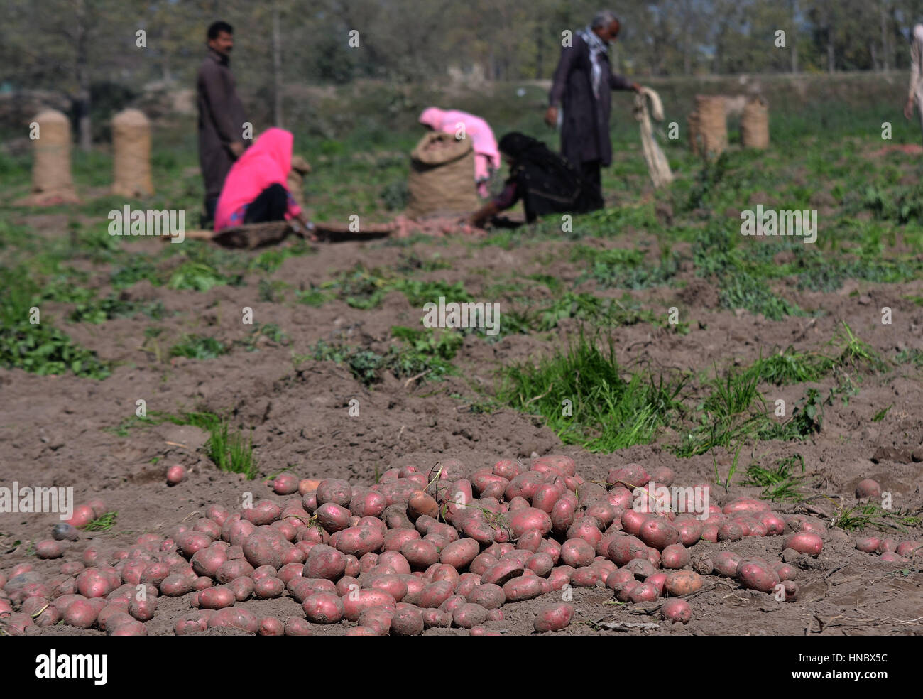 Lahore, Pakistan. 10th Feb, 2017. Pakistani labourer busy in potato ...