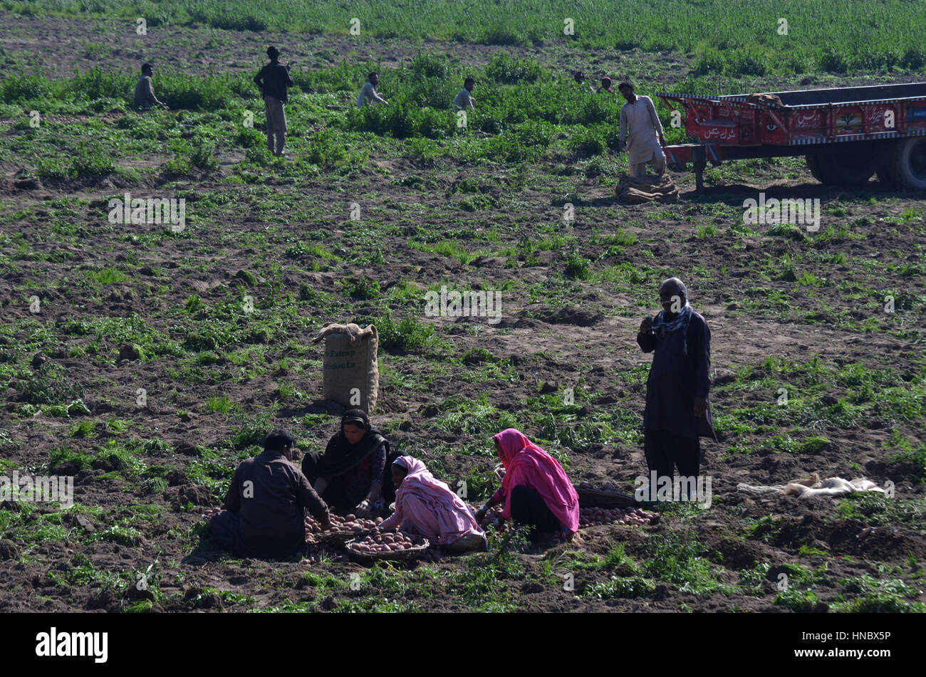 Lahore, Pakistan. 10th Feb, 2017. Pakistani labourer busy in potato ...