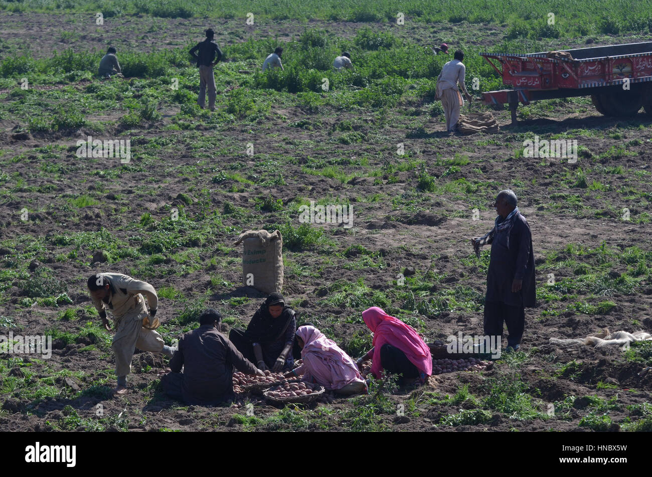 Lahore, Pakistan. 10th Feb, 2017. Pakistani labourer busy in potato ...