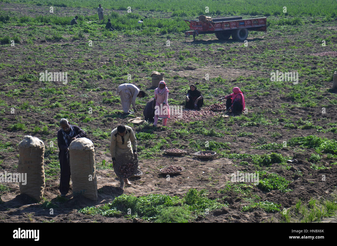 Lahore, Pakistan. 10th Feb, 2017. Pakistani labourer busy in potato ...