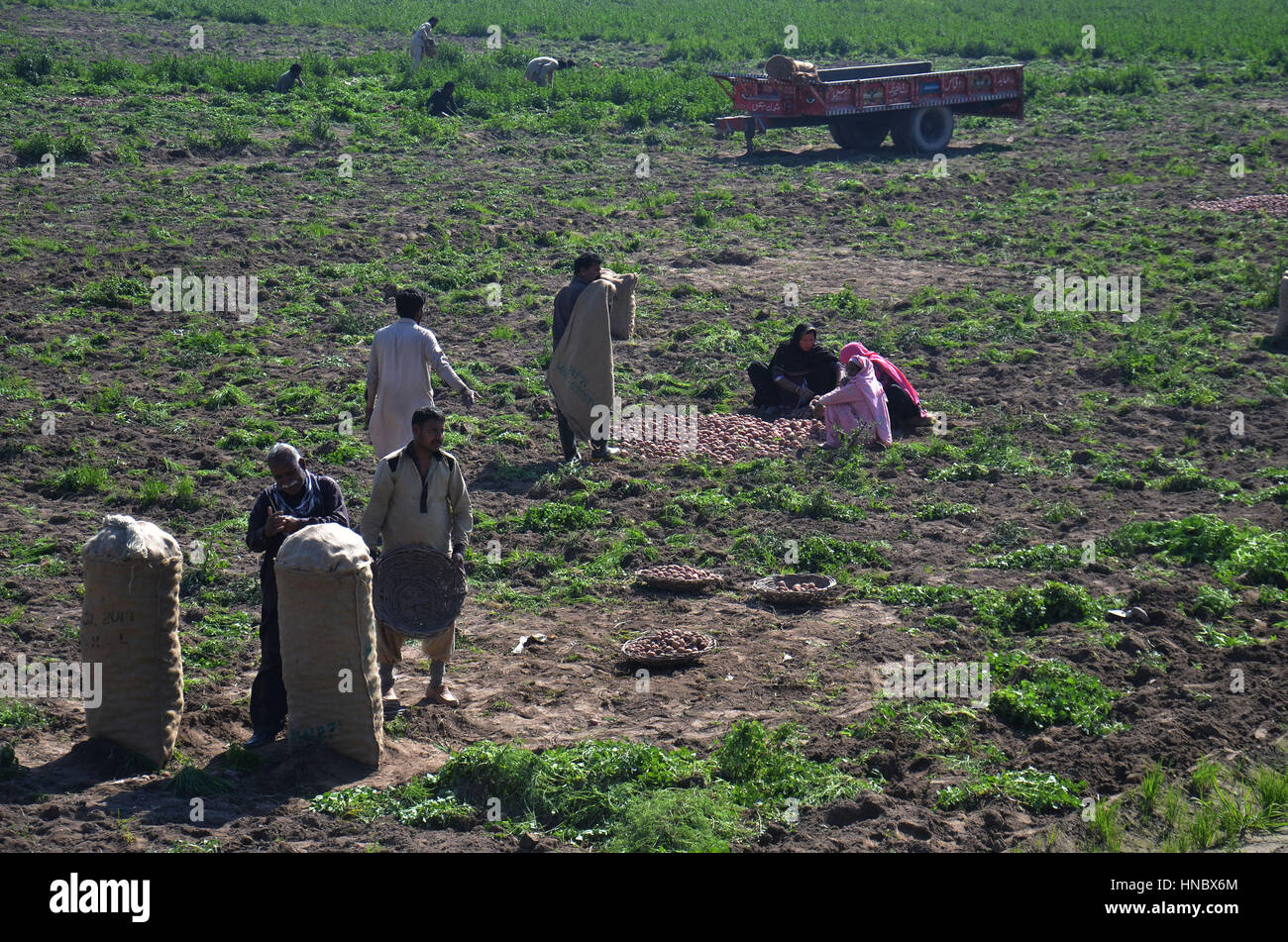 Lahore, Pakistan. 10th Feb, 2017. Pakistani labourer busy in potato ...