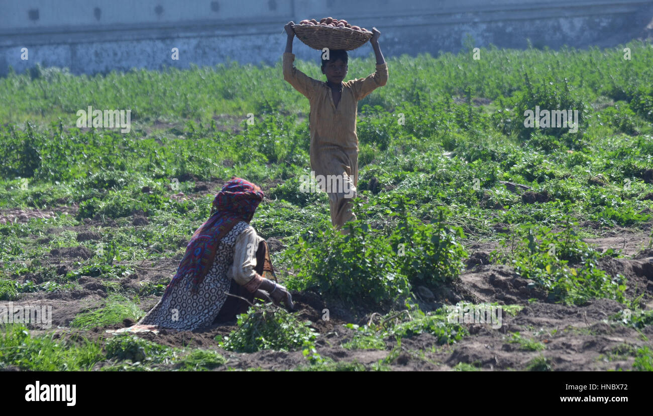 Lahore, Pakistan. 10th Feb, 2017. Pakistani labourer busy in potato ...