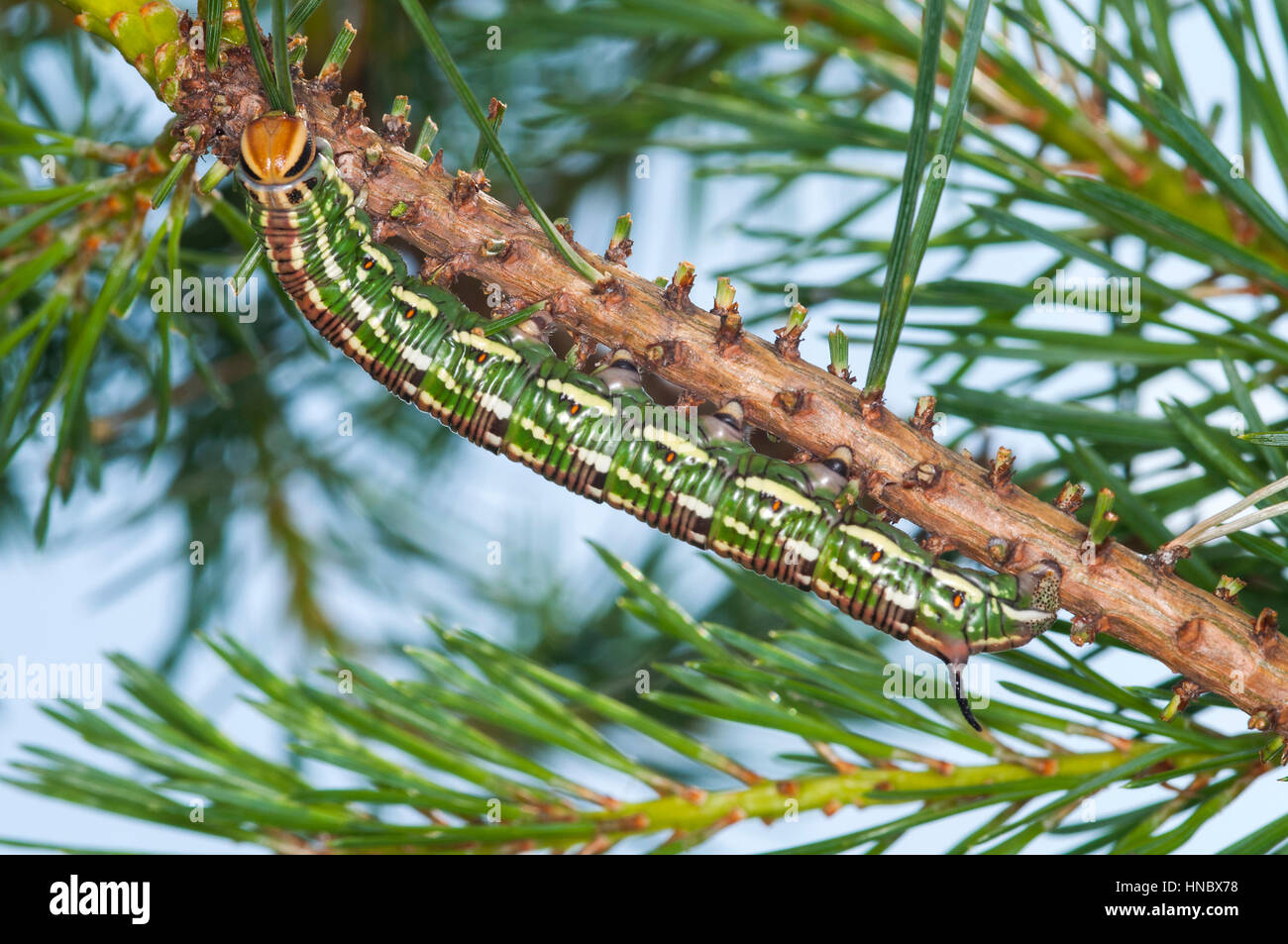 Sphingidae sphinx moths hi-res stock photography and images - Alamy