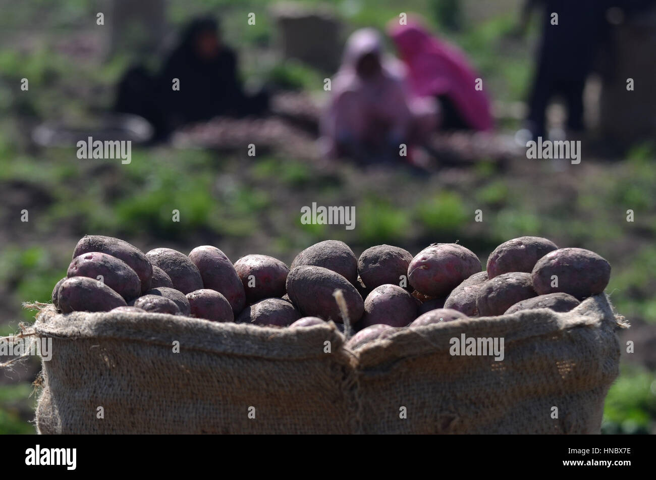 Lahore, Pakistan. 10th Feb, 2017. Pakistani labourer busy in potato ...