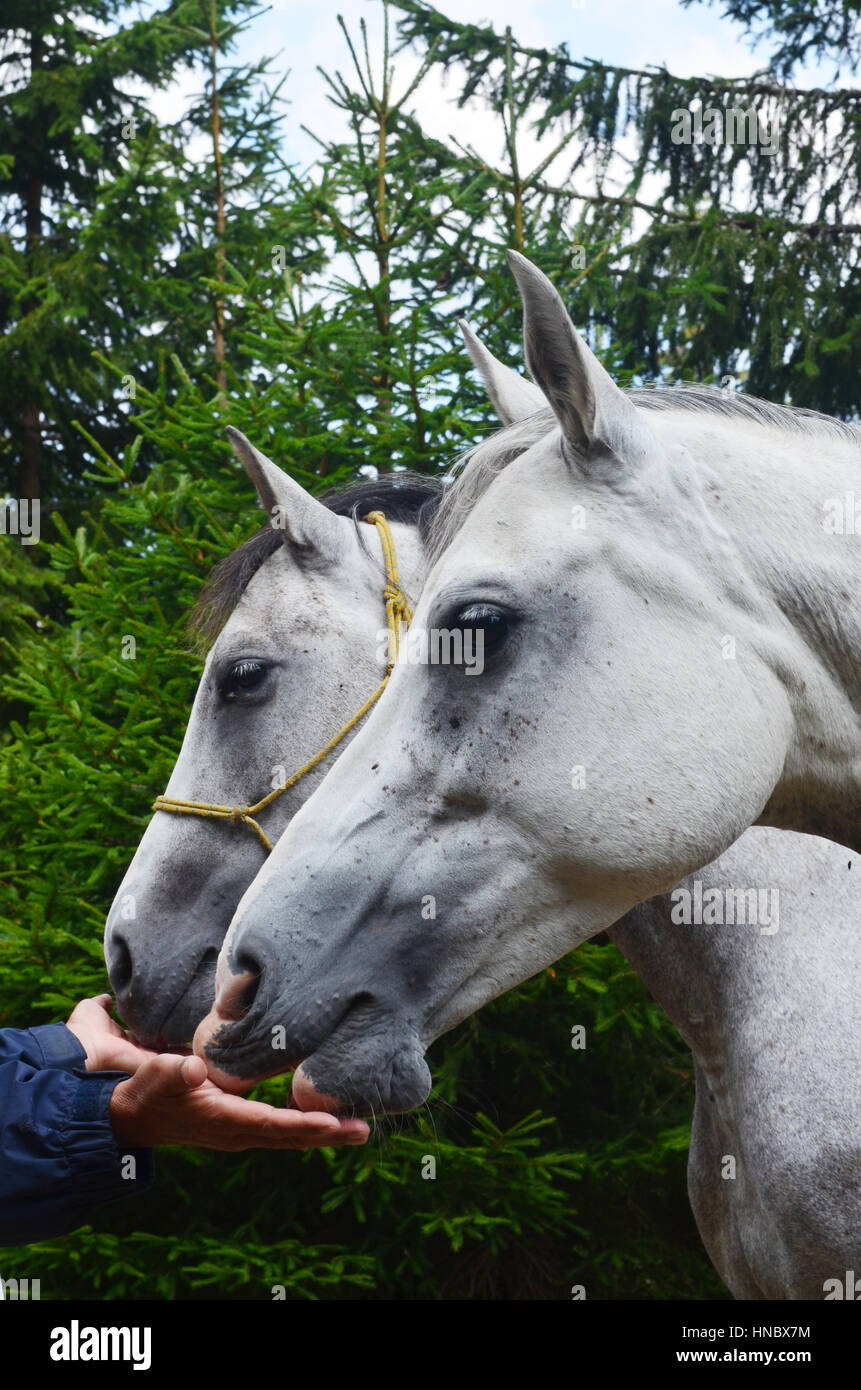 Real horses hi-res stock photography and images - Alamy