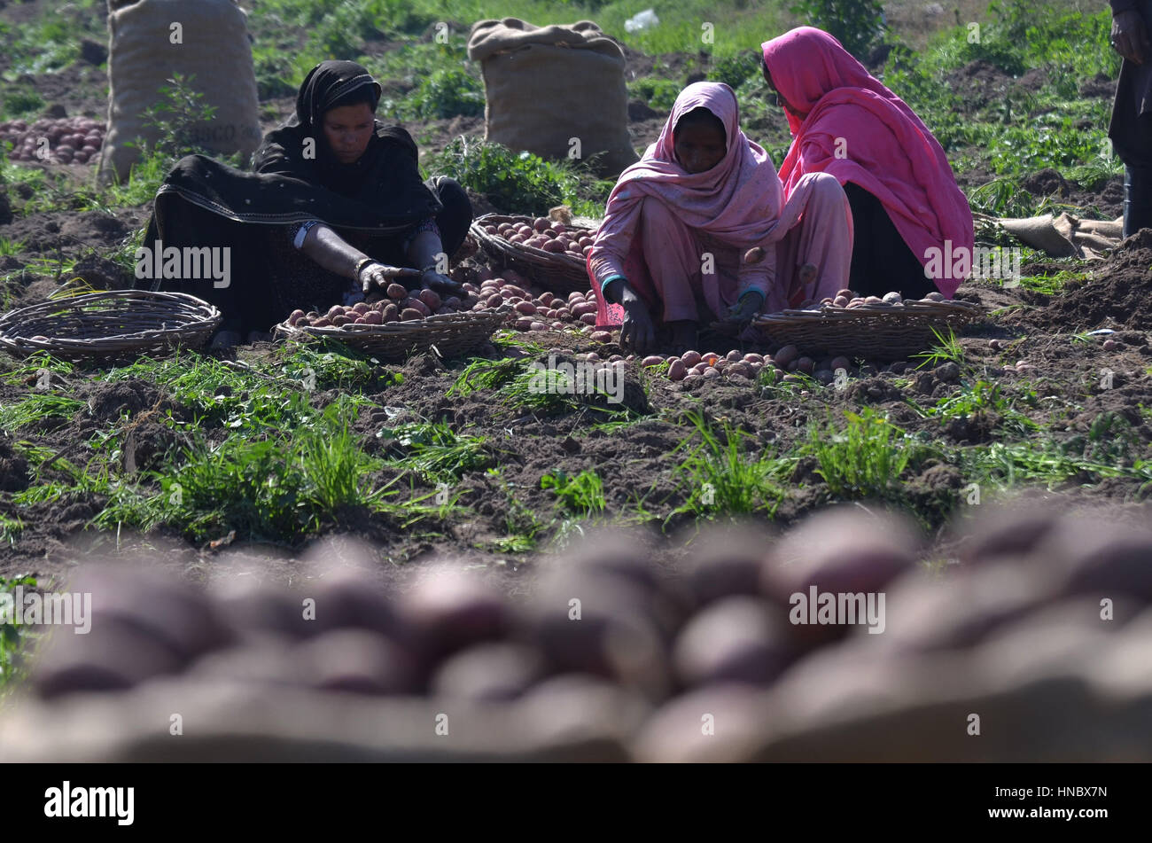 Lahore, Pakistan. 10th Feb, 2017. Pakistani labourer busy in potato ...