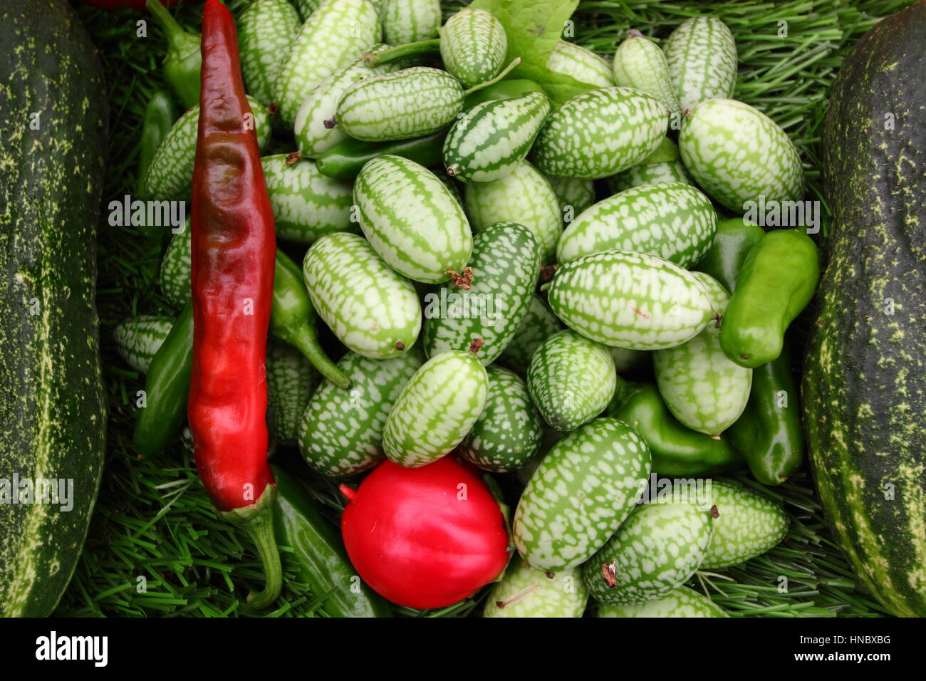 Cucamelons (centre) displayed with chilli peppers, marrows and tomatoes ...