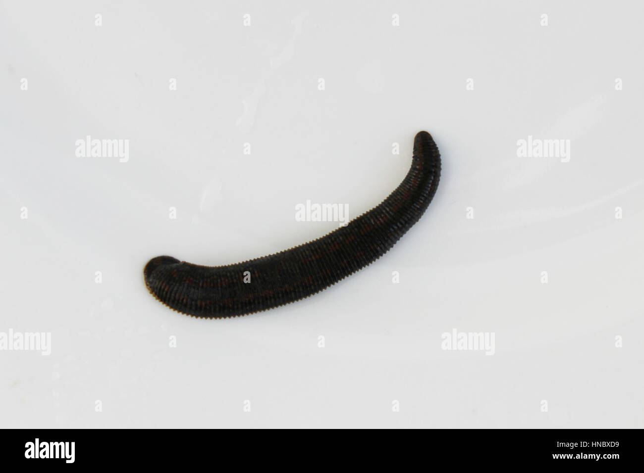 Hirudo Medicinalis High Resolution Stock Photography and Images - Alamy
