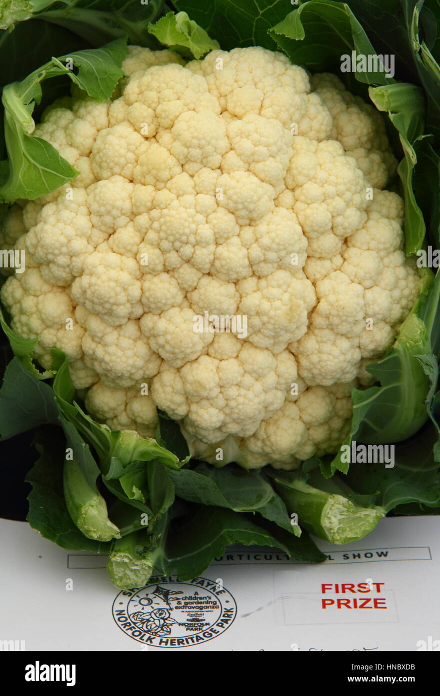 First prize winning cauliflower on display at a traditional English ...