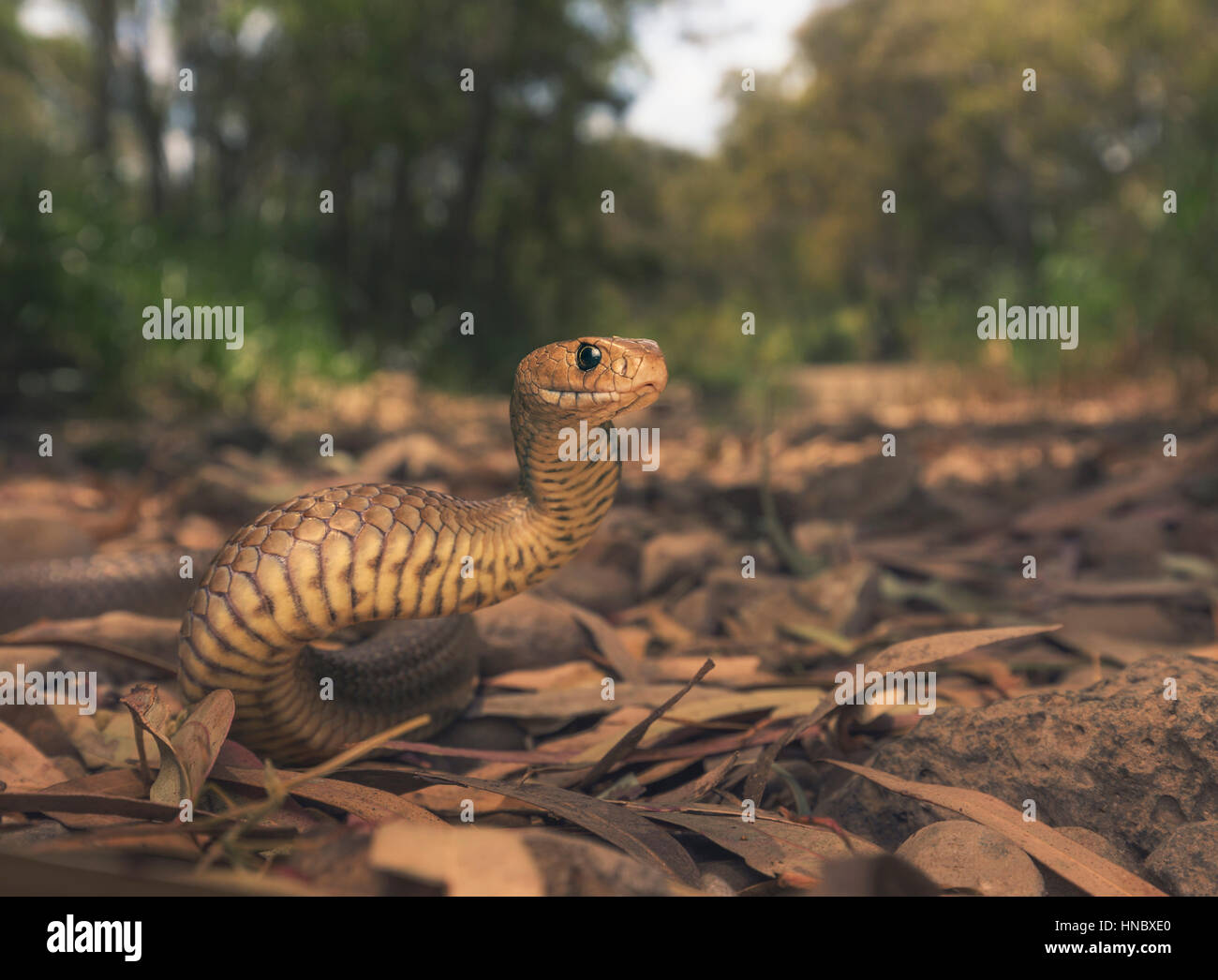 Eastern brown snake (Pseudonaja textilis) in a park, Melbourne ...