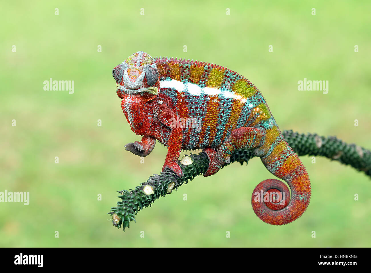Side view of a chameleon hi-res stock photography and images - Alamy