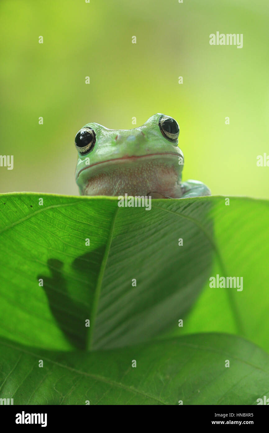 Dumpy frog sitting on a tree hi-res stock photography and images - Alamy