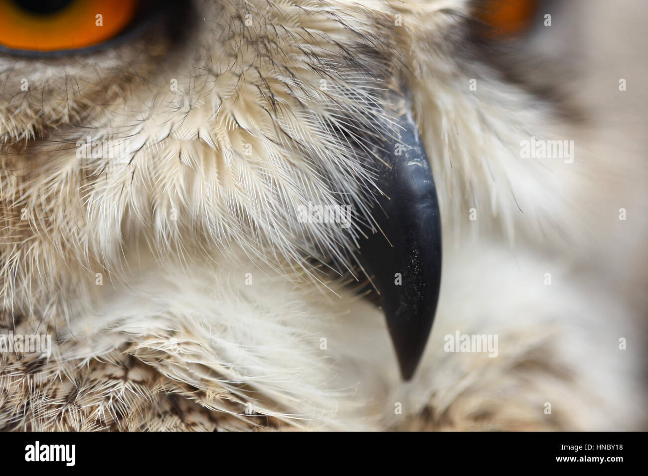 Close up of an owls beak hi-res stock photography and images - Alamy