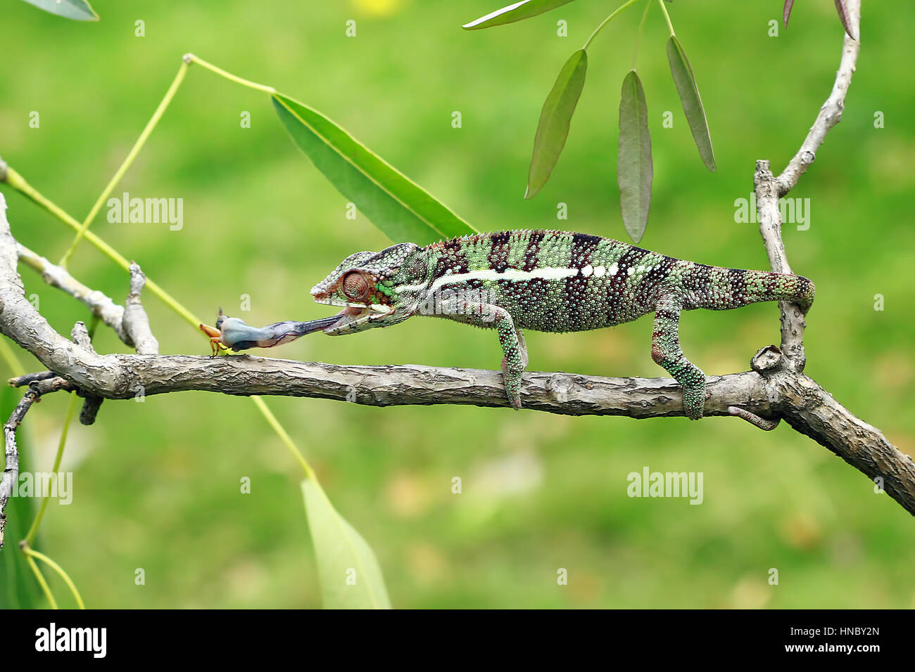 Chameleon eating an insect, Indonesia Stock Photo - Alamy
