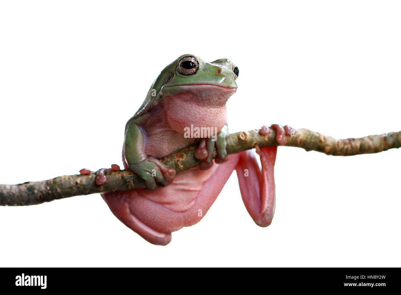 Dumpy tree frog on branch, Indonesia Stock Photo - Alamy