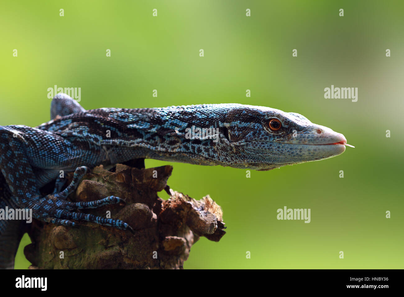 Blue monitor lizard, Indonesia Stock Photo - Alamy