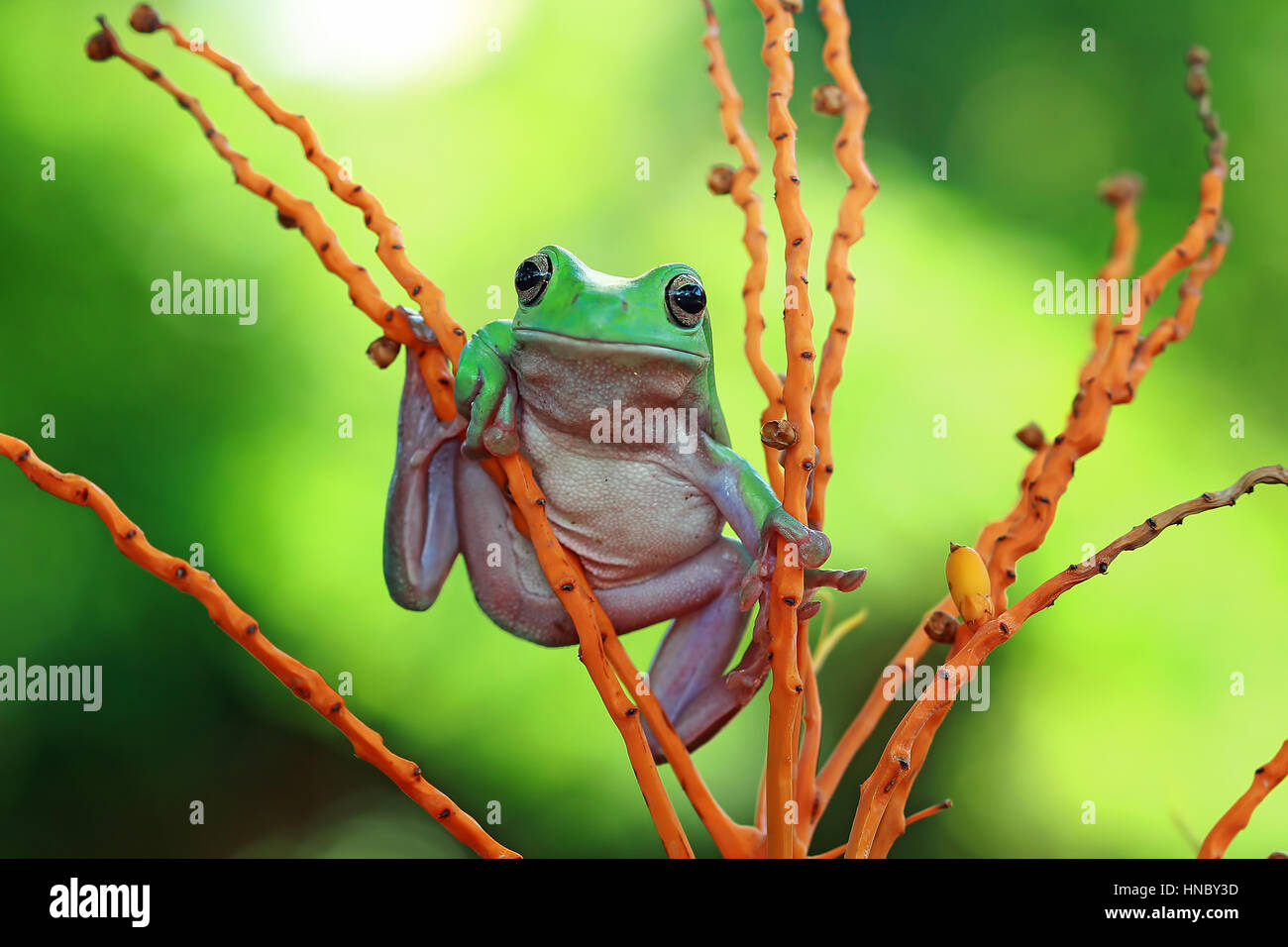 Dumpy tree frog on branch, Indonesia Stock Photo - Alamy