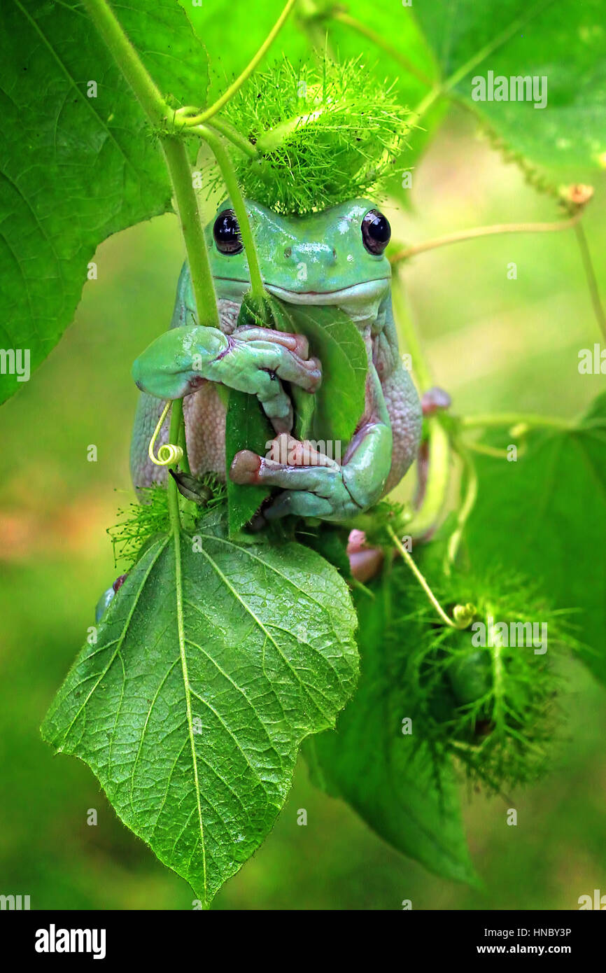 Dumpy tree frog sitting on plant hi-res stock photography and images ...