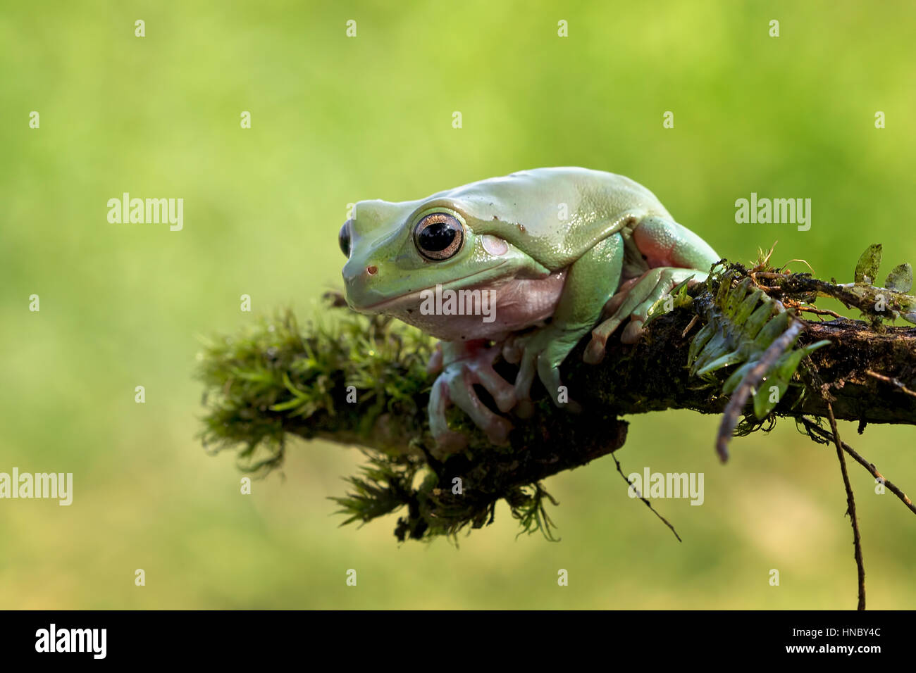 Dumpy tree frog on plant hi-res stock photography and images - Alamy