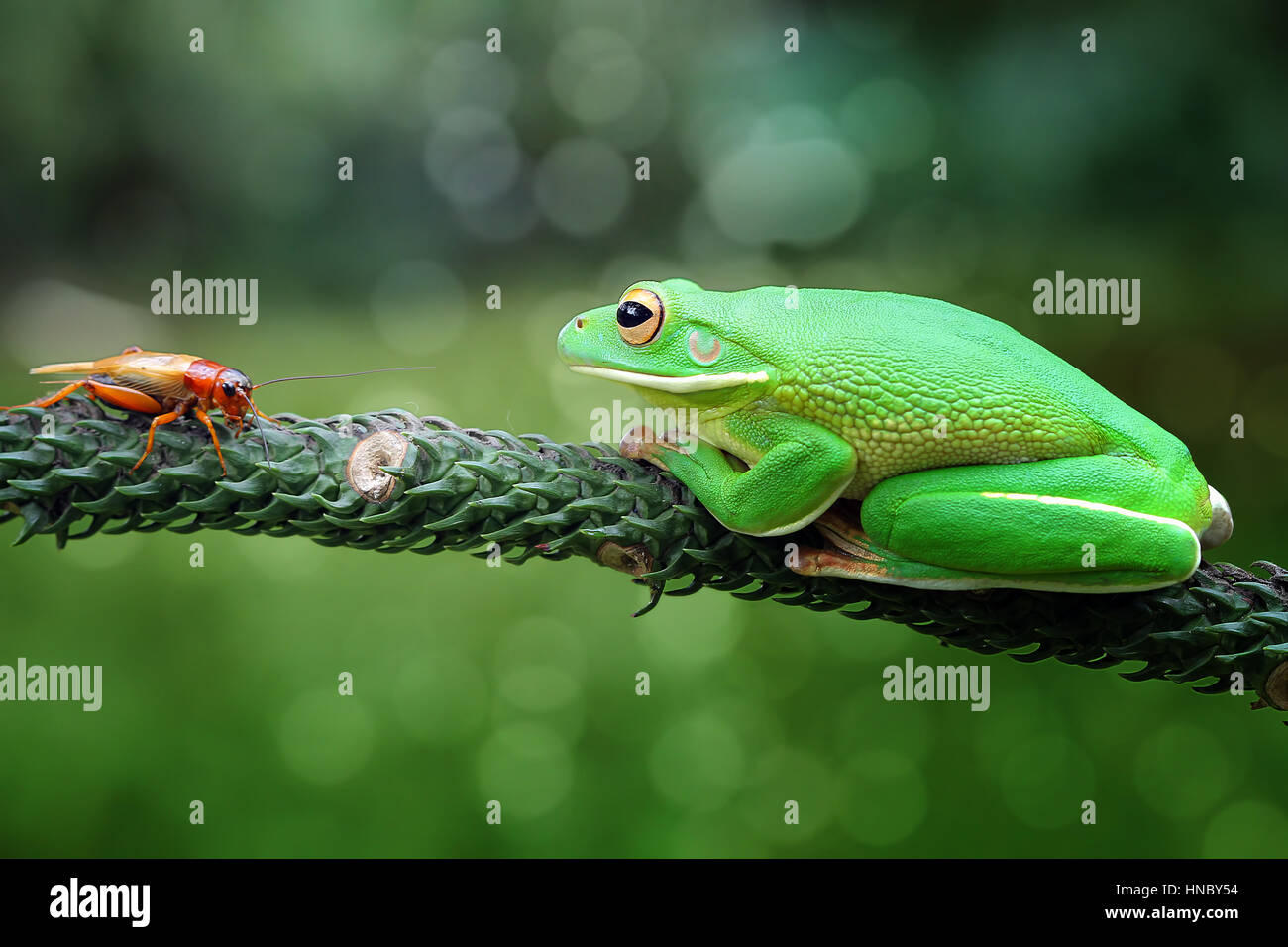 White lipped tree frog looking at an insect hi-res stock photography ...