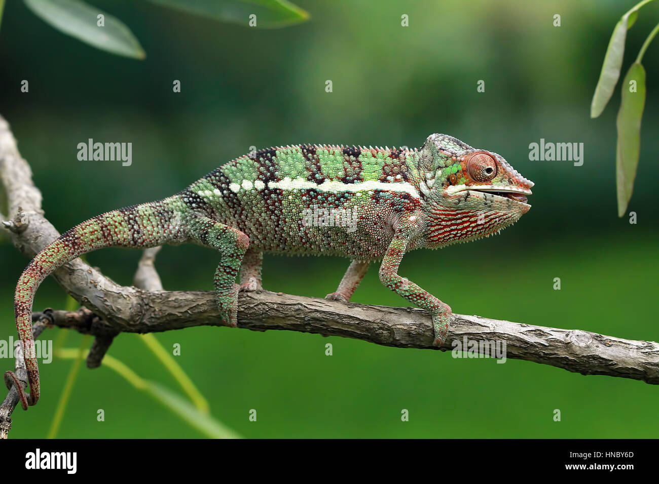 Chameleon walking on branch, Indonesia Stock Photo - Alamy