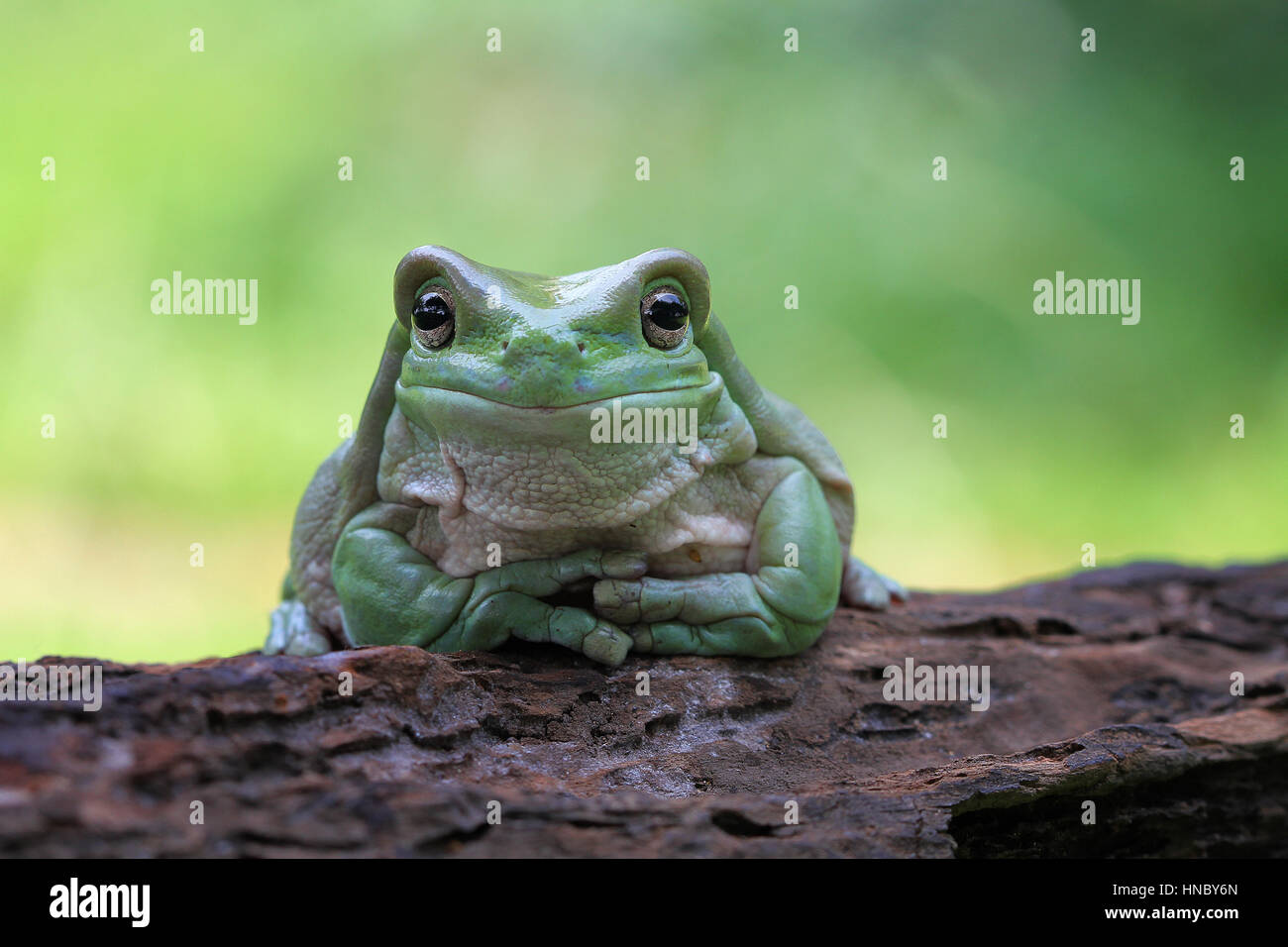 Dumpy tree frog sitting on a tree trunk hi-res stock photography and ...