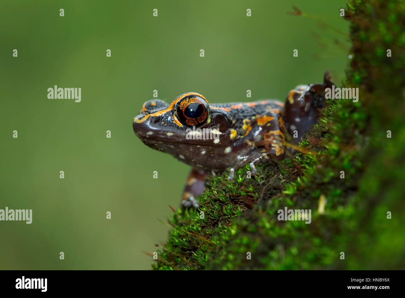 Philautus hi-res stock photography and images - Alamy