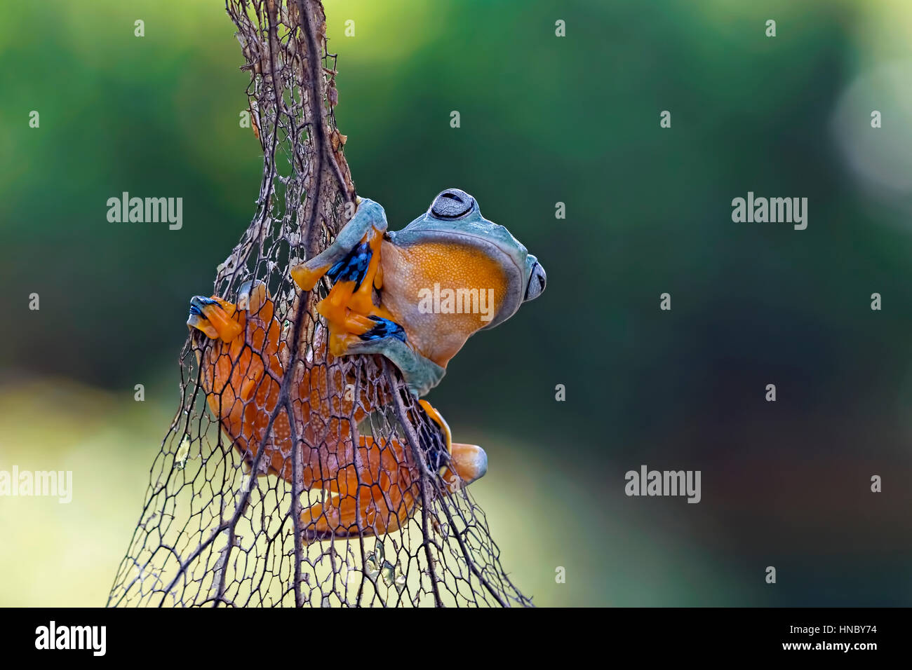 Javan tree frog on a plant, Indonesia Stock Photo - Alamy