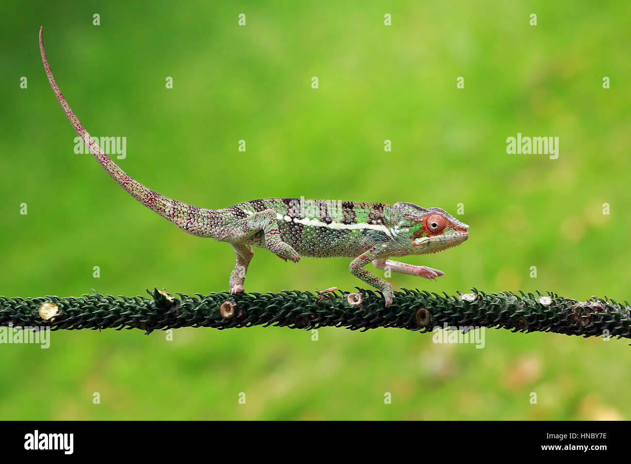 Chameleon walking on branch, Indonesia Stock Photo - Alamy