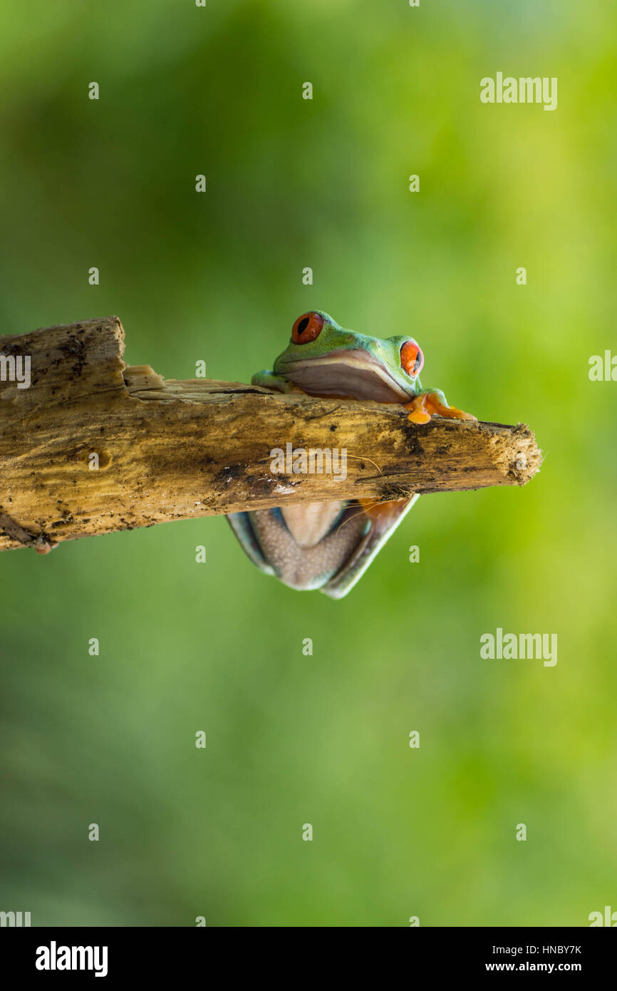 Frog on a branch, Bogor, Jawa Barat, Indonesia Stock Photo - Alamy
