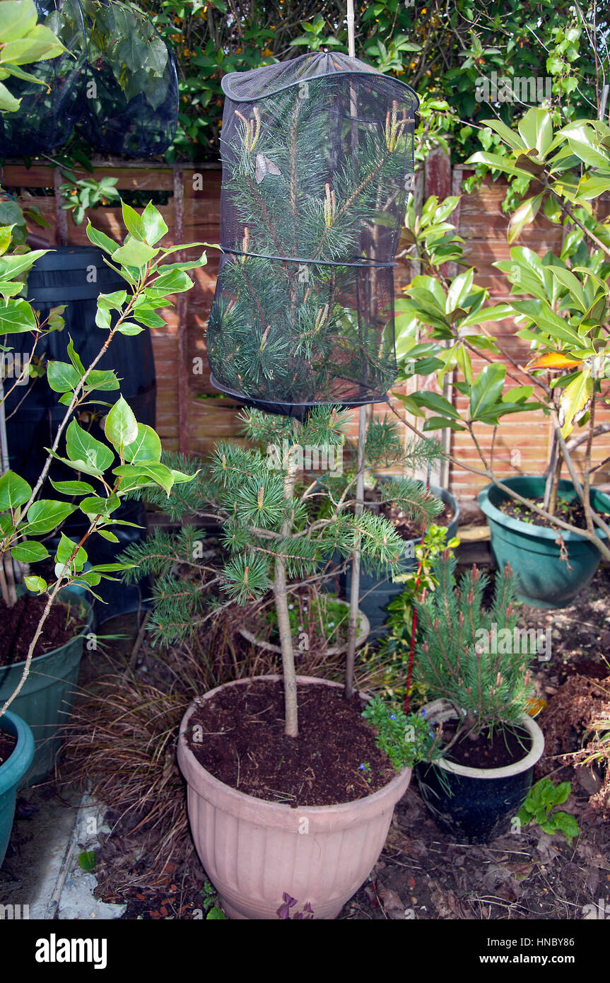 Pine hawk moths inside a protective sleeve cage Stock Photo - Alamy